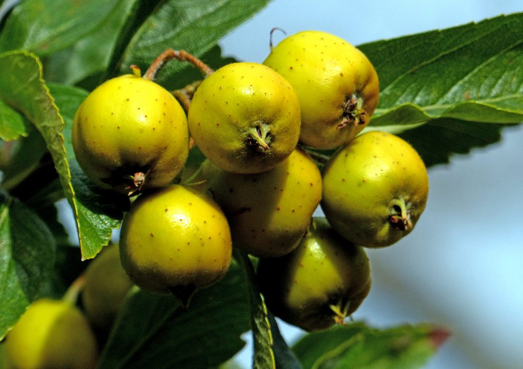 Tejocote, una fruta muy mexicana