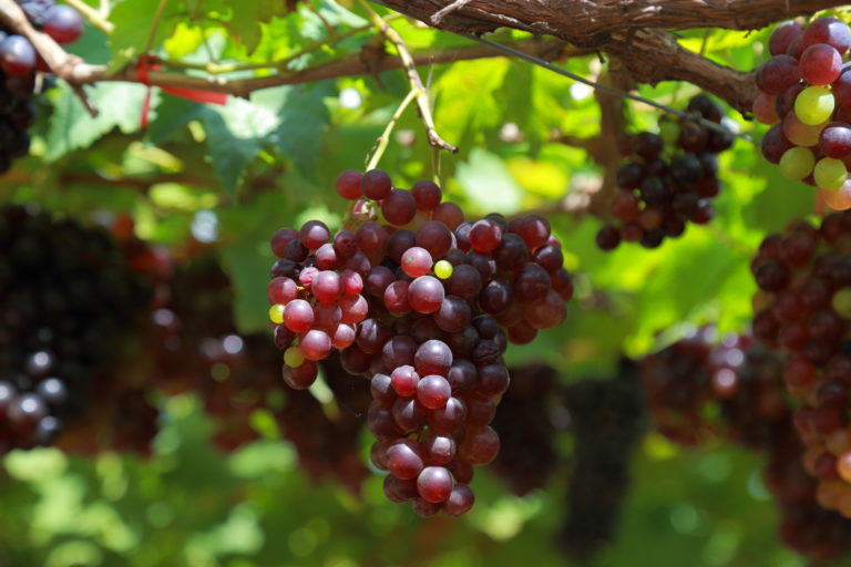 Jerez: 3000 años de historia | Saborearte