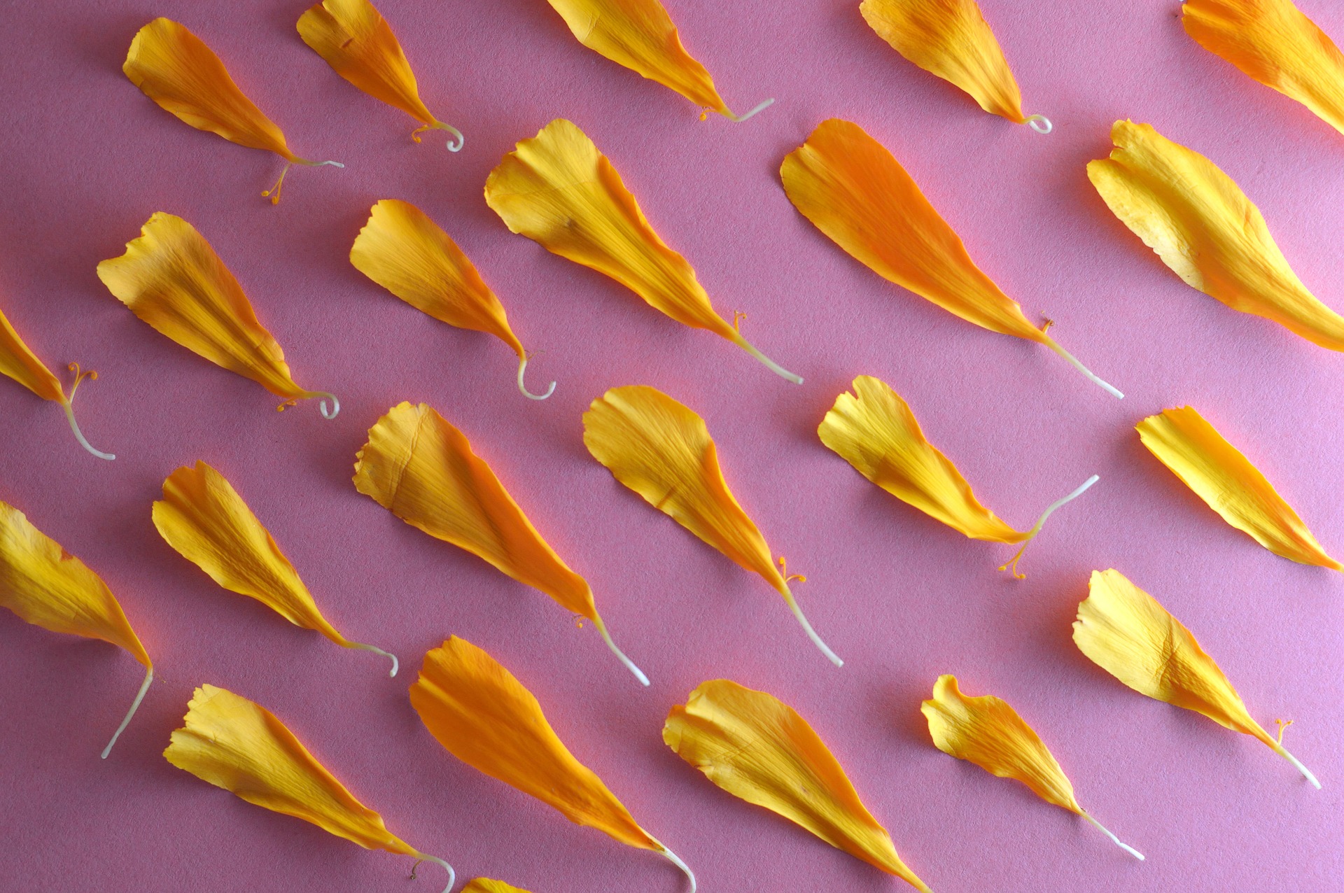 Cempasúchil: el camino de las almas | Saborearte