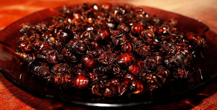 Chicatanas, pilar de la gastronomía oaxaqueña | Saborearte