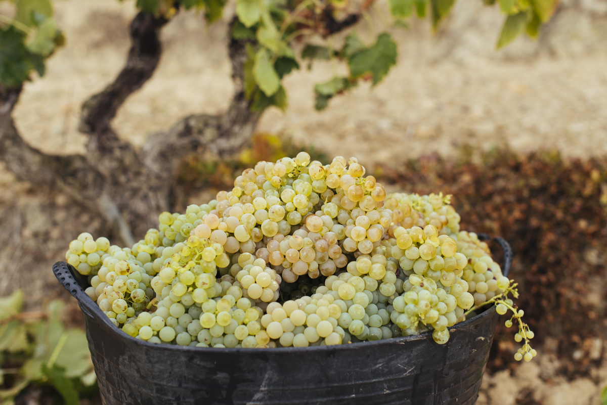 El Tempranillo Blanco, el mejor secreto de Rioja | Saborearte
