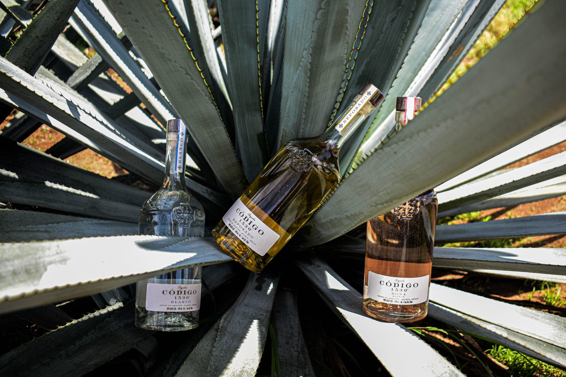 Rosa: un nuevo color de tequila | Saborearte