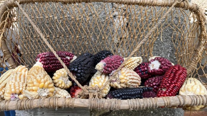 Maíz ajo y Teocintle, testigos de la evolución del maíz | Saborearte