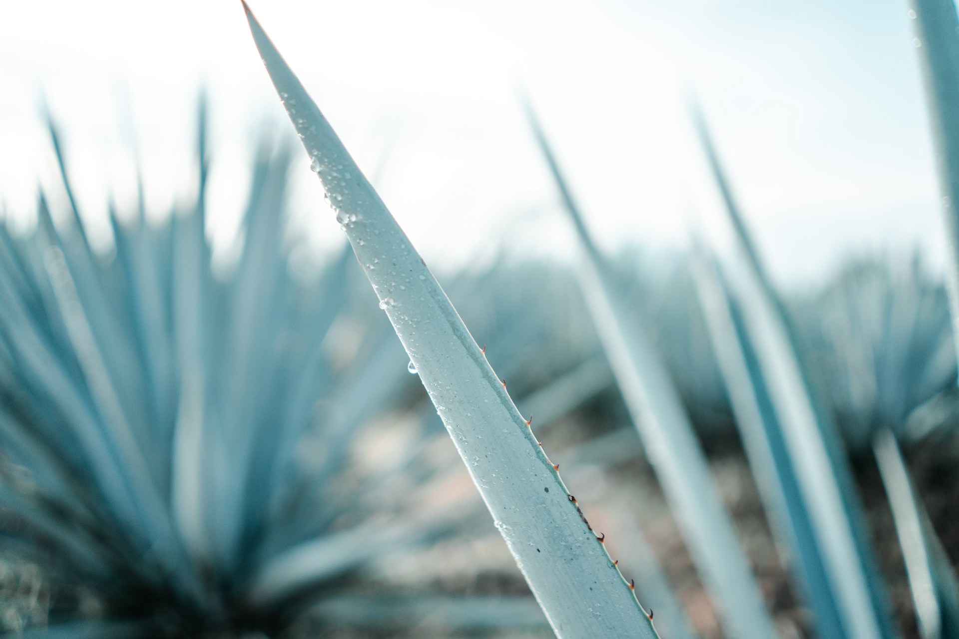 Tequila y agua: una mirada ecológica | Saborearte
