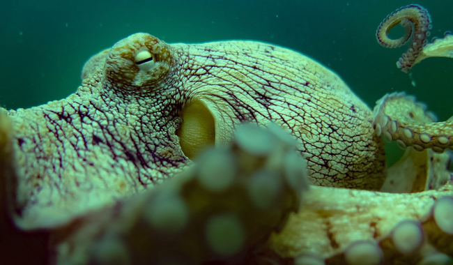 El pulpo maya, joya de Yucatán | Saborearte