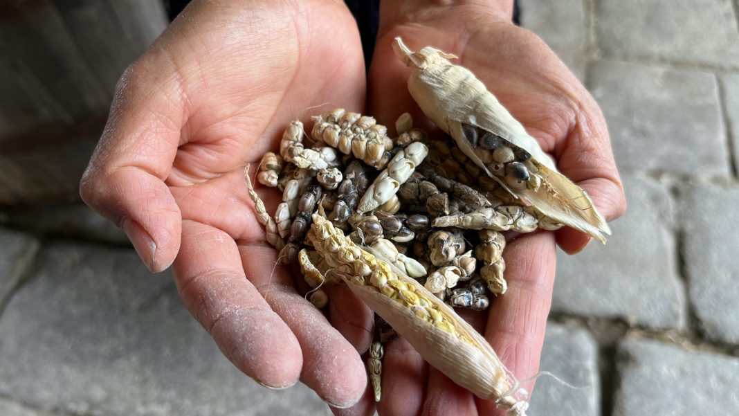 Maíz ajo y Teocintle, testigos de la evolución del maíz | Saborearte