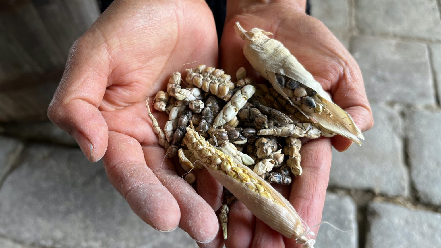 Maíz ajo y Teocintle, testigos de la evolución del maíz | Saborearte