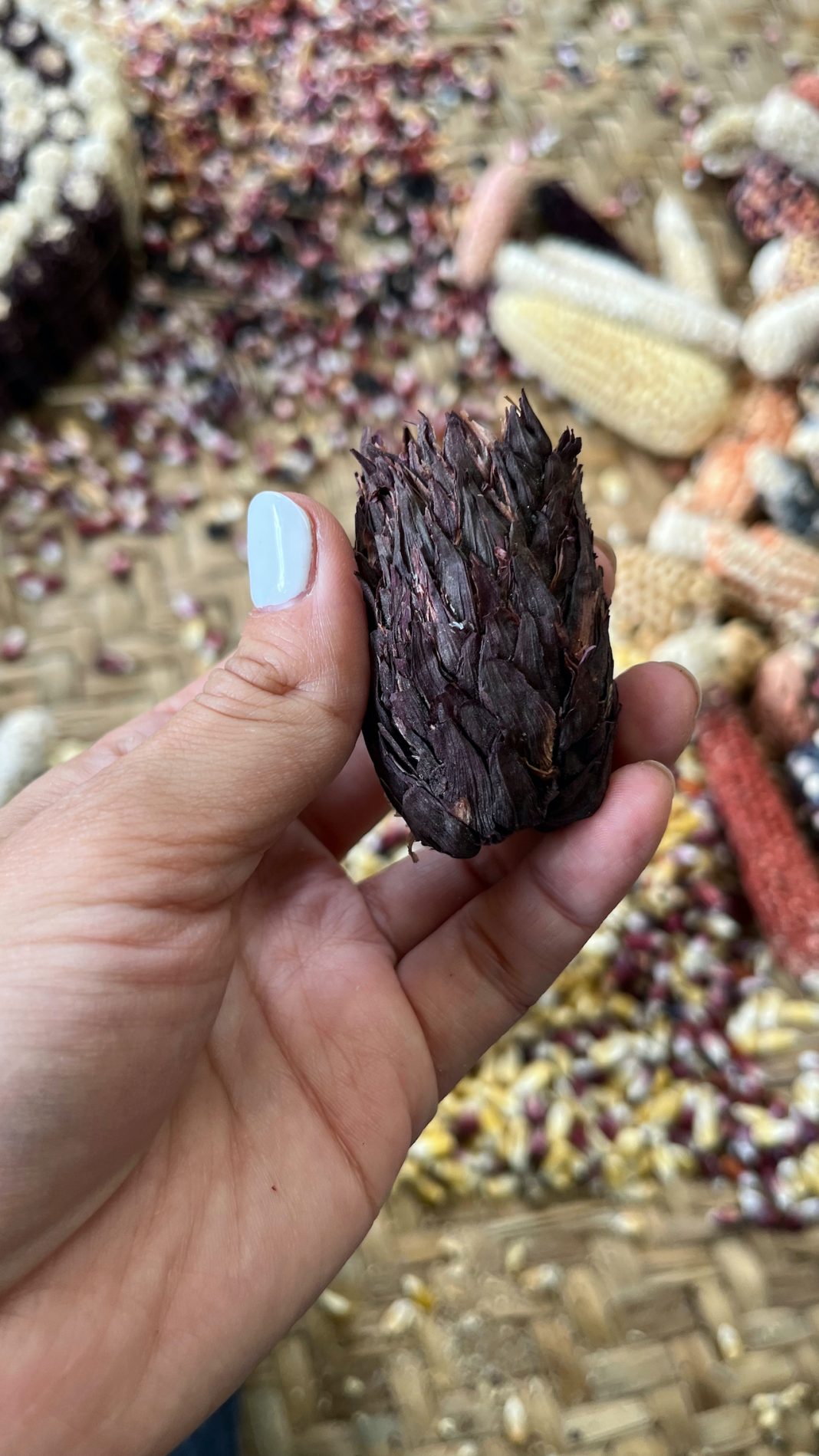 Maíz ajo y Teocintle, testigos de la evolución del maíz | Saborearte